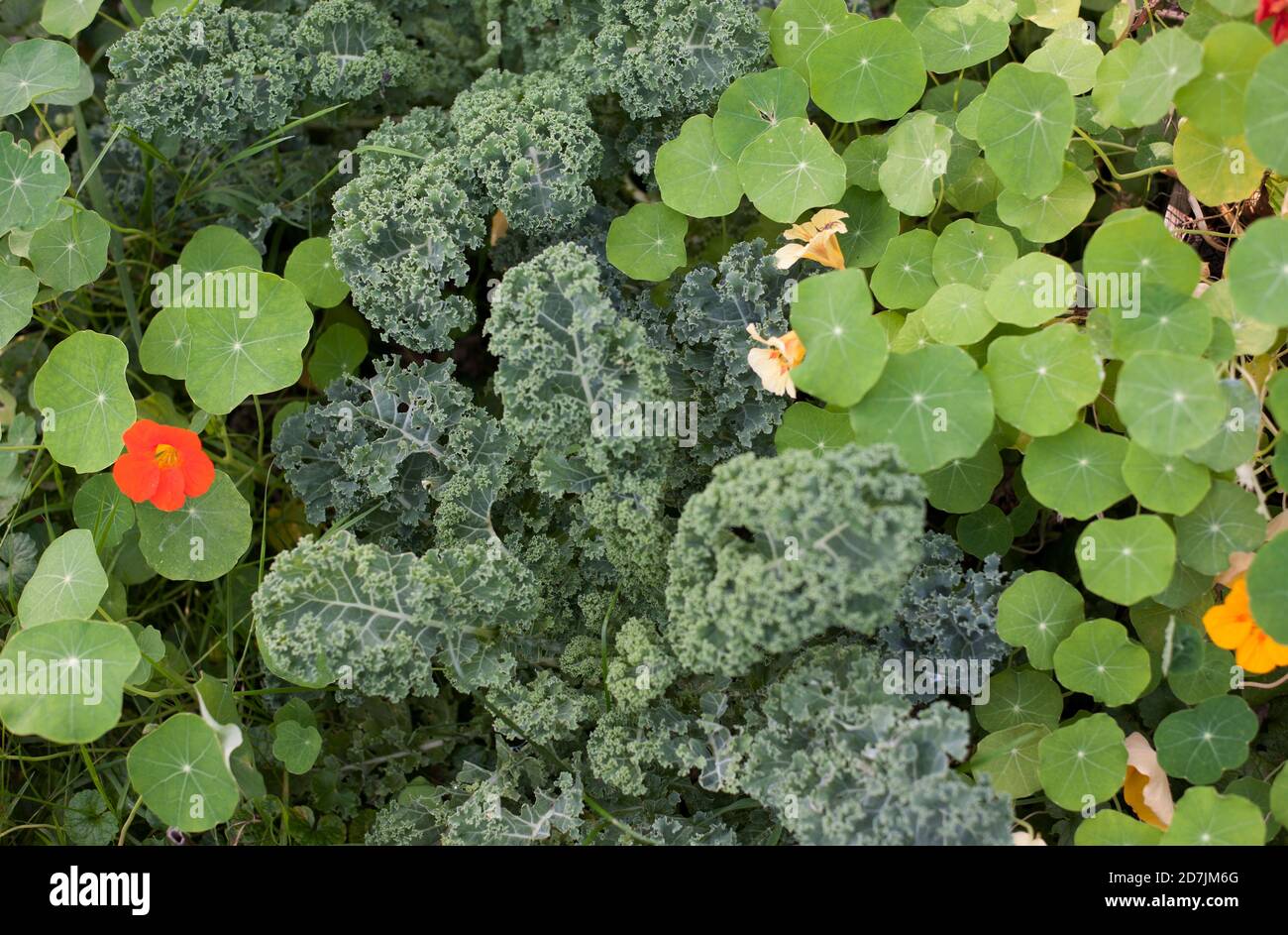 Edible kale flower hi-res stock photography and images - Alamy