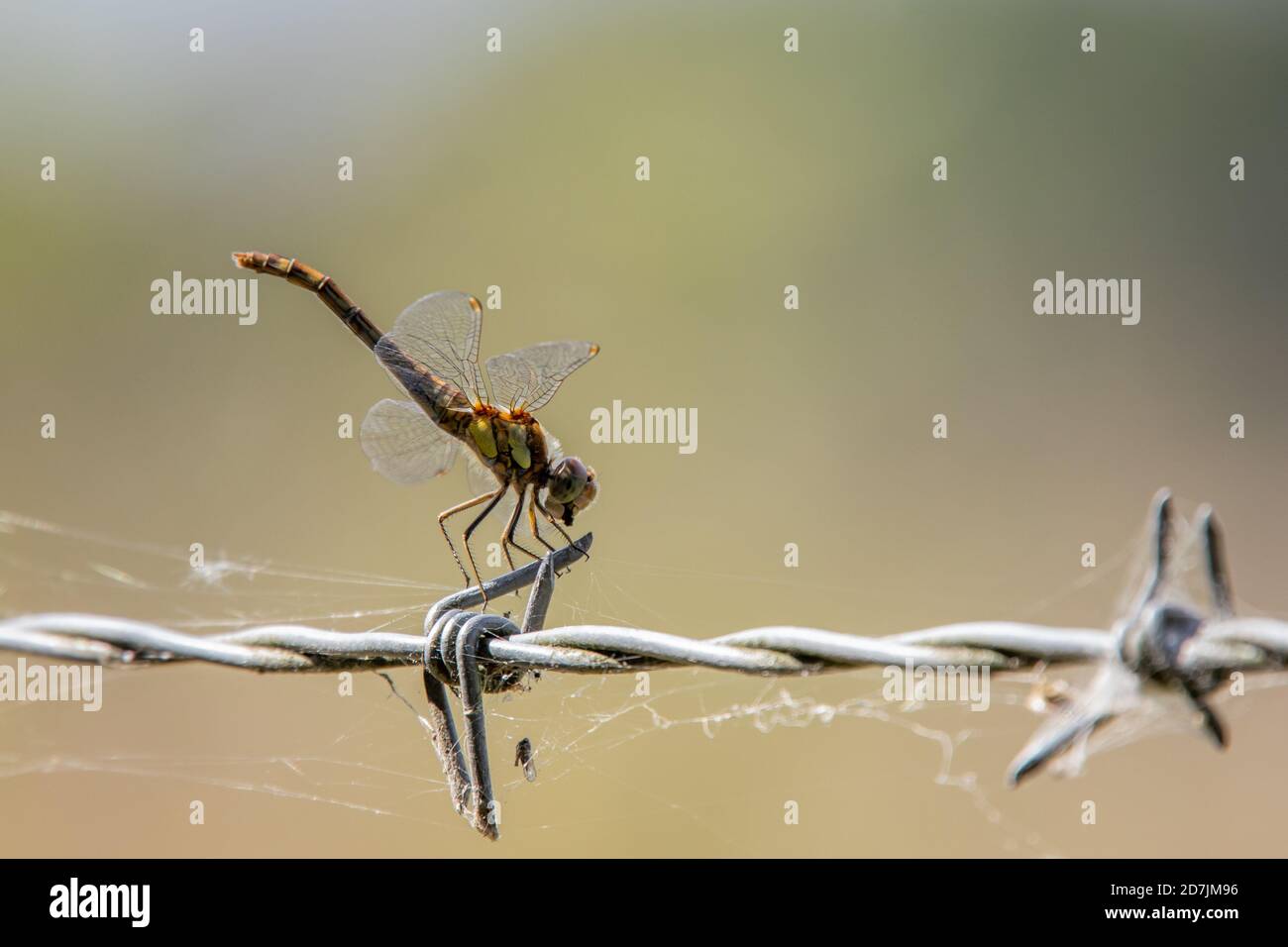 Common Darter Dragonfly on Barbed Wire Stock Photo - Alamy