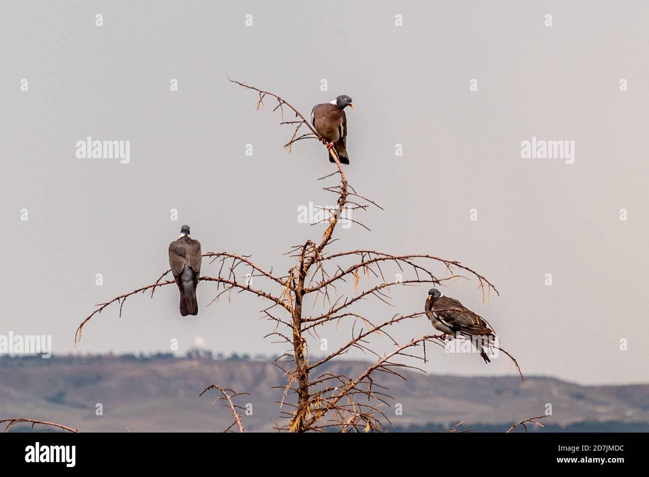 Scale a piramide hi-res stock photography and images - Alamy