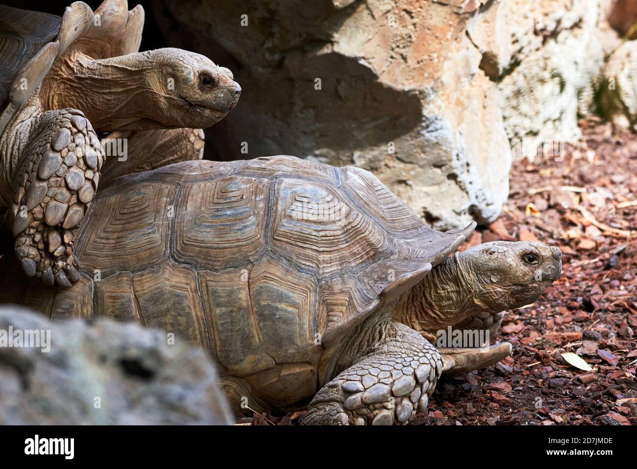 Side shot of two leopard tortoises in their rock cave reproducing in a ...