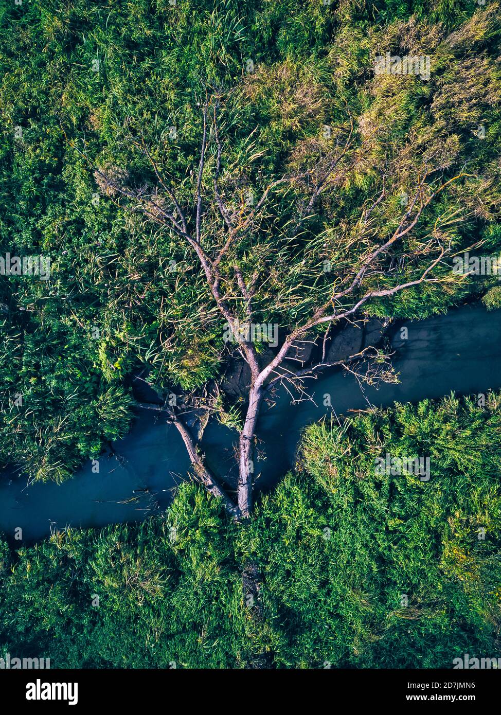 Fallen over tree hi-res stock photography and images - Alamy