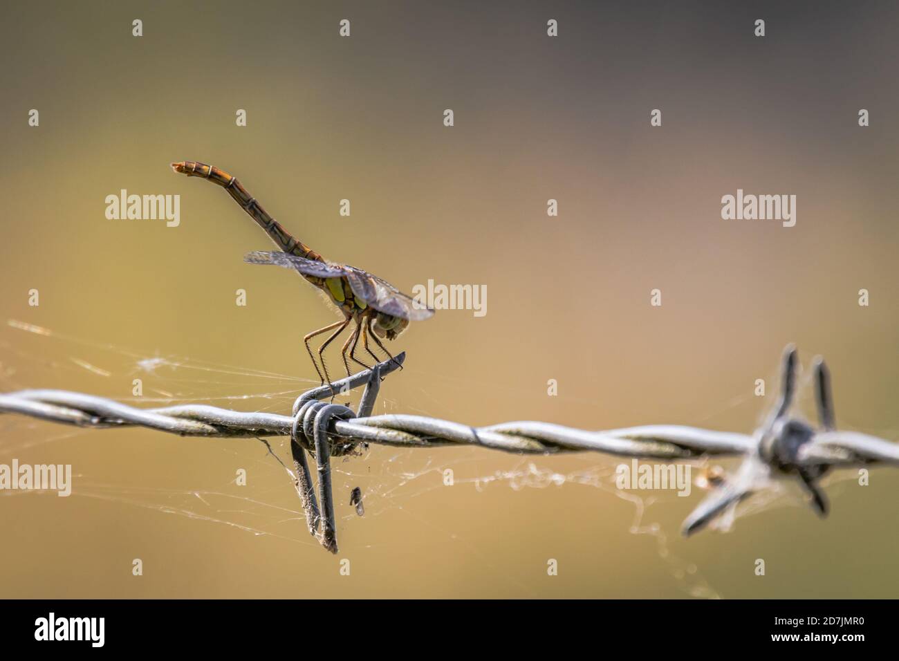 Common Darter Dragonfly on Barbed Wire Stock Photo - Alamy