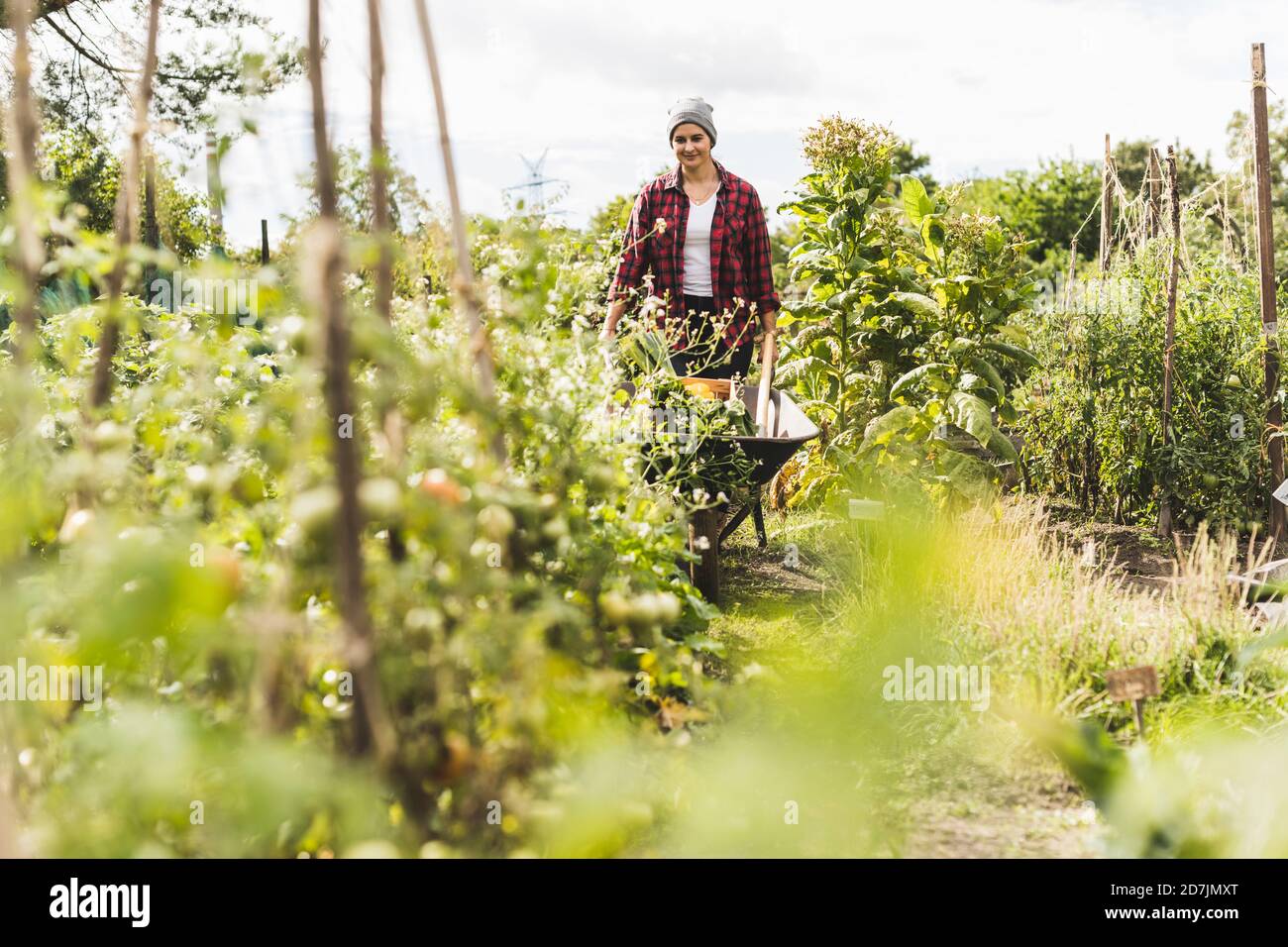 Woman carrying wheelbarrow with picking vegetables in community garden ...