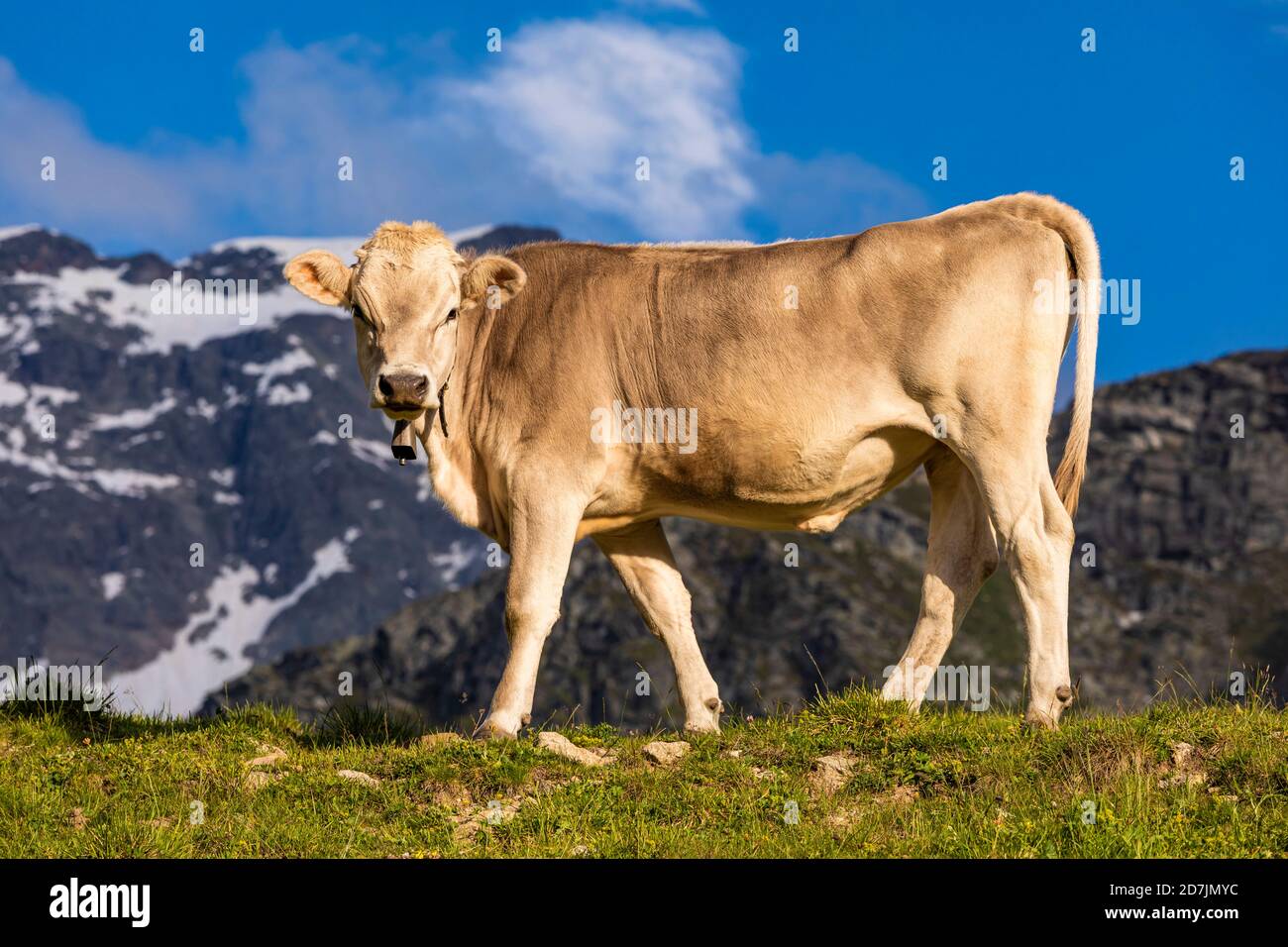 Cow with cow bell hi-res stock photography and images - Alamy