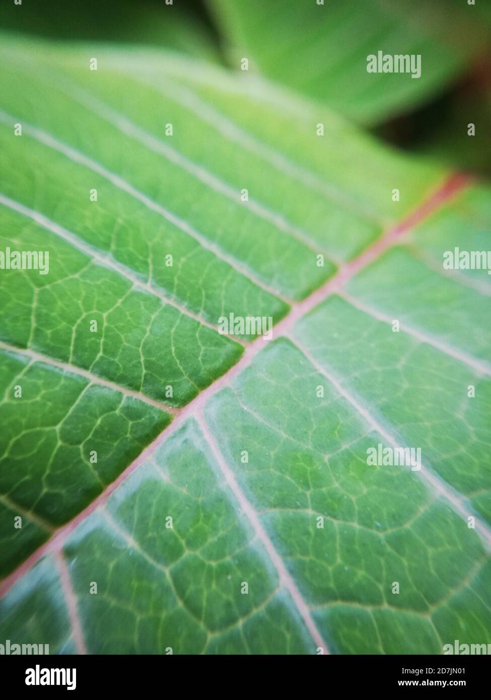 Ribs of leaf hi-res stock photography and images - Alamy