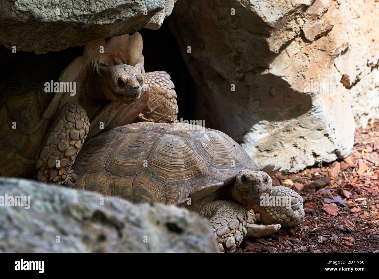 Turtle reproducing hi-res stock photography and images - Alamy