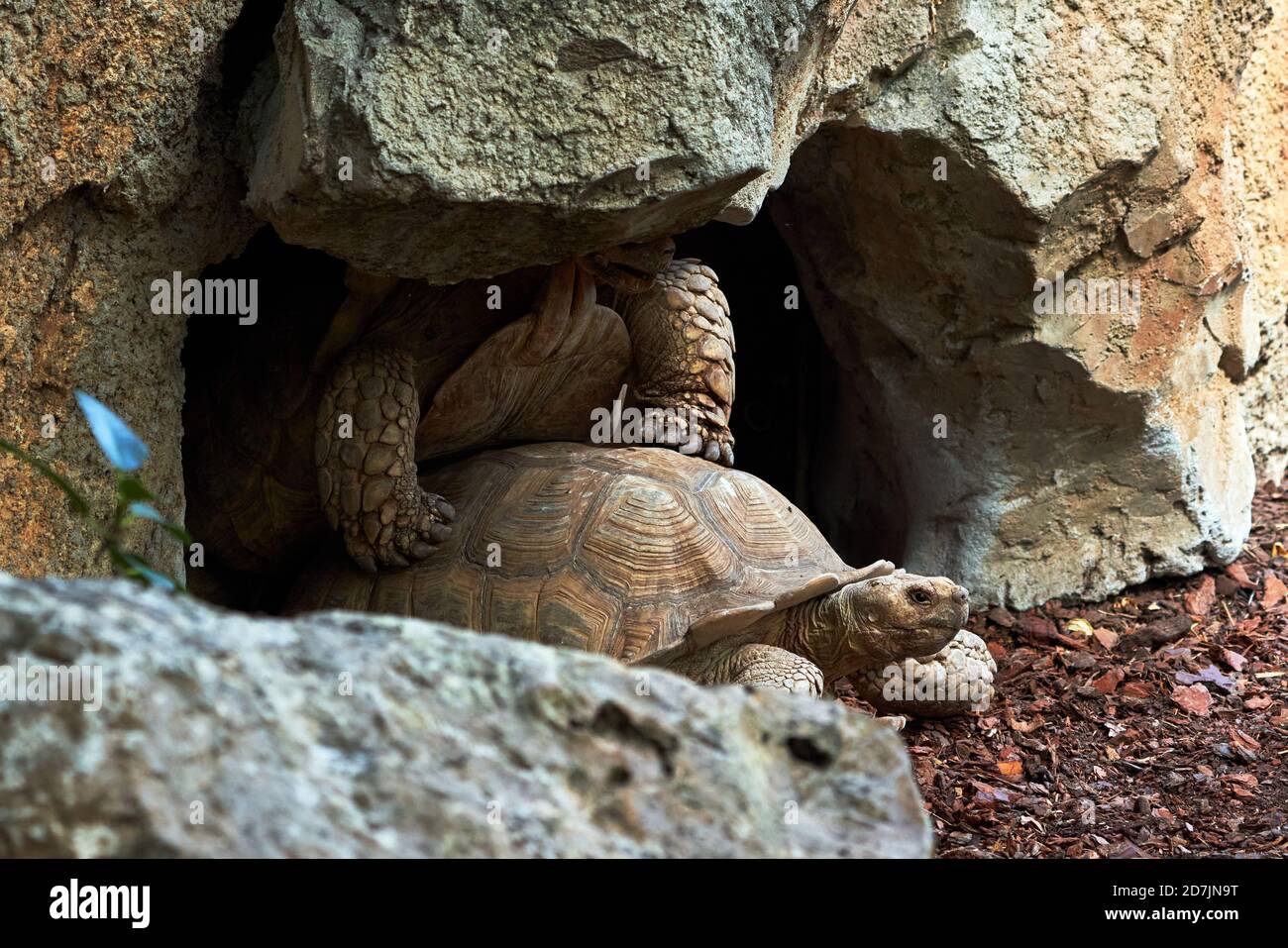 Closeup of two leopard tortoises in their rock cave reproducing Stock ...