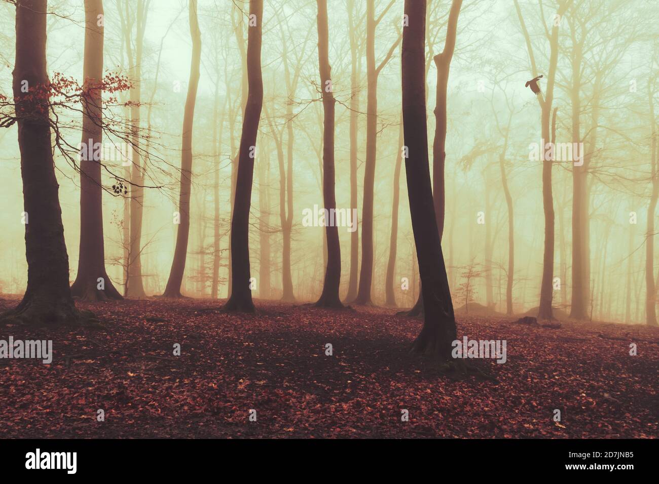 Misty dawn forest hi-res stock photography and images - Alamy