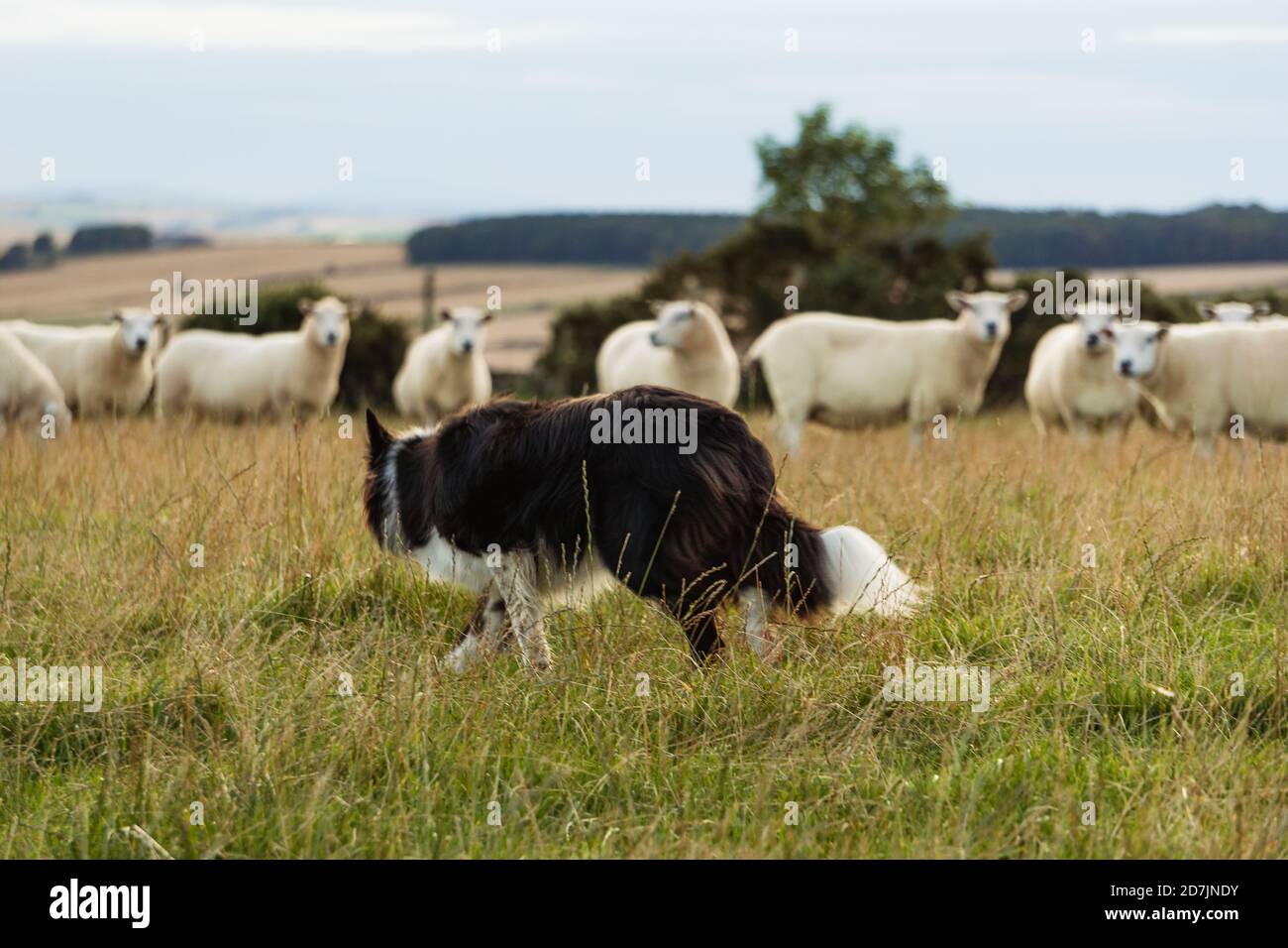 Border Collie Herding Sheep in Scotland Stock Photo - Alamy