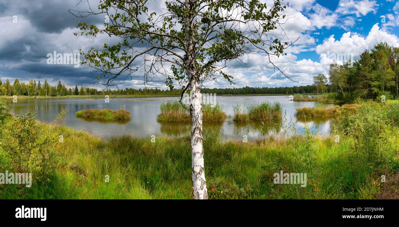 Growth on birch tree hi-res stock photography and images - Alamy