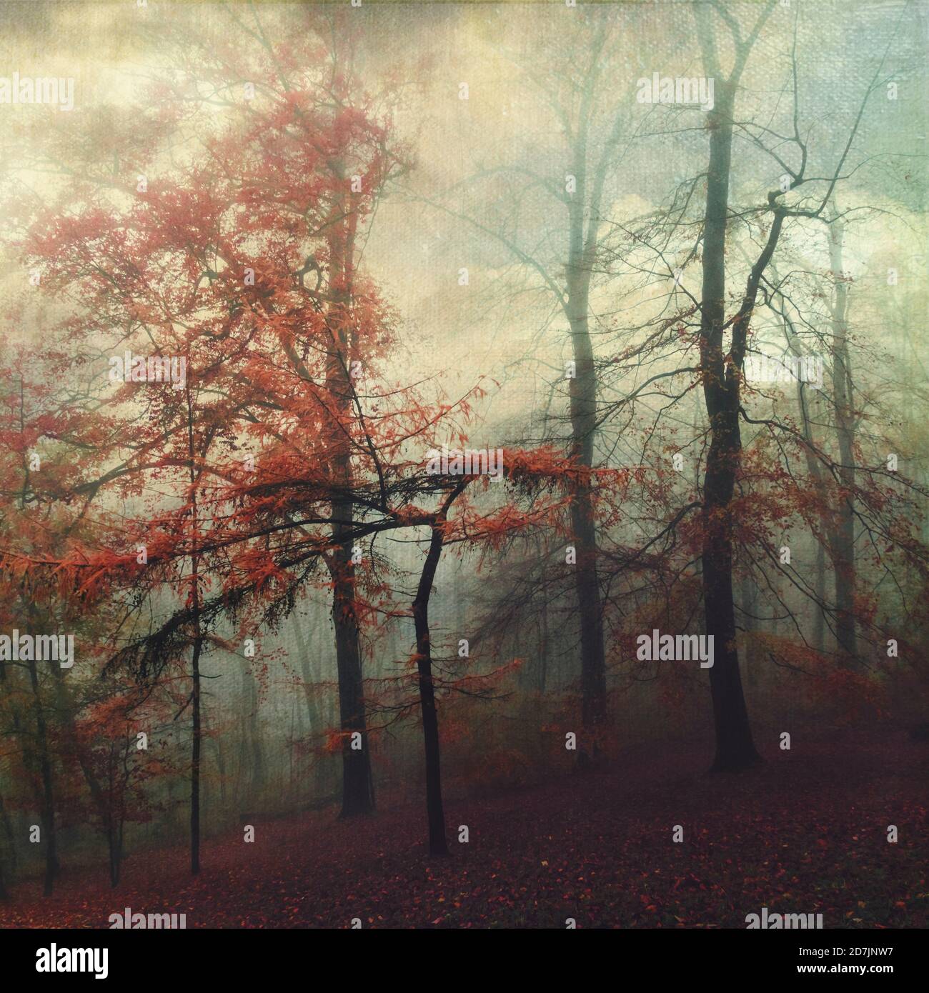 Misty dawn forest hi-res stock photography and images - Alamy