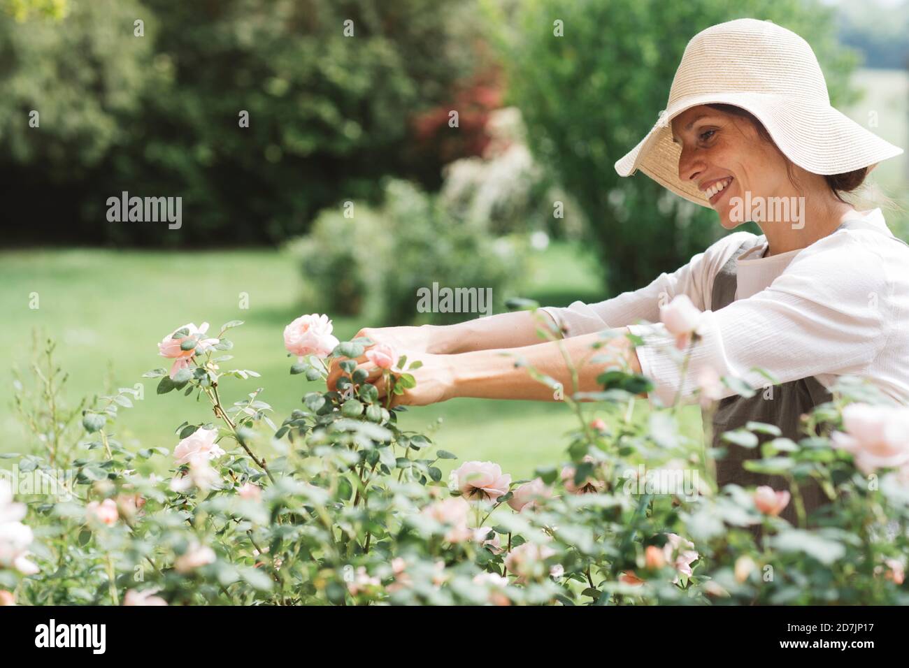 Mature woman garden roses hi-res stock photography and images - Alamy