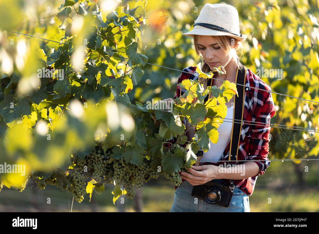 Beautiful woman with hat standing at vineyard Stock Photo - Alamy