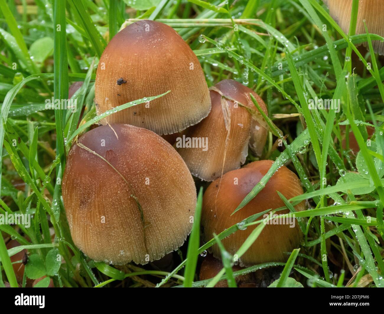 Title toadstools growing up through the grass a sign that Autumn has ...