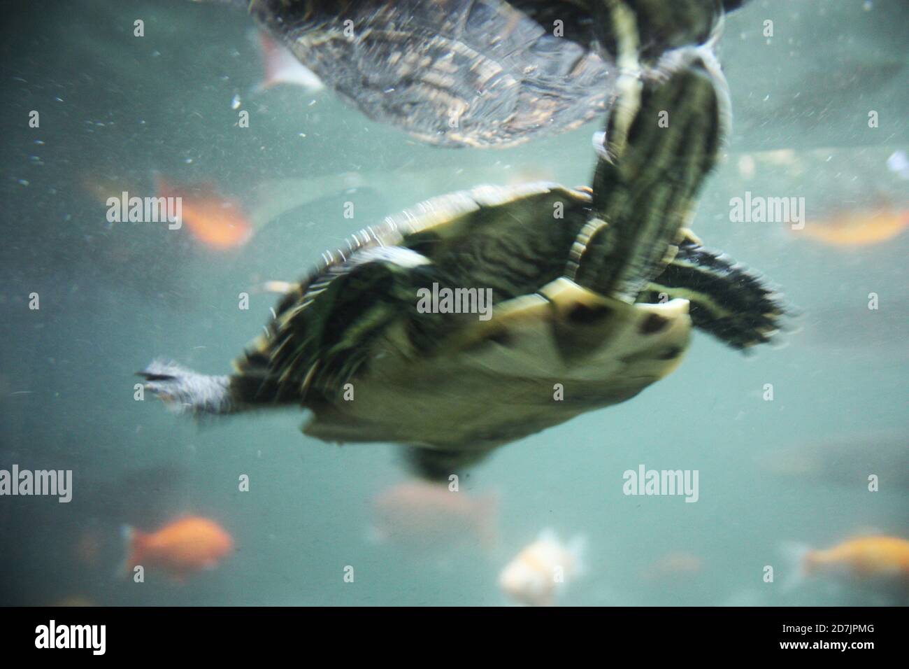 freshwater sea little turtle swims underwater in the waves in the ocean ...