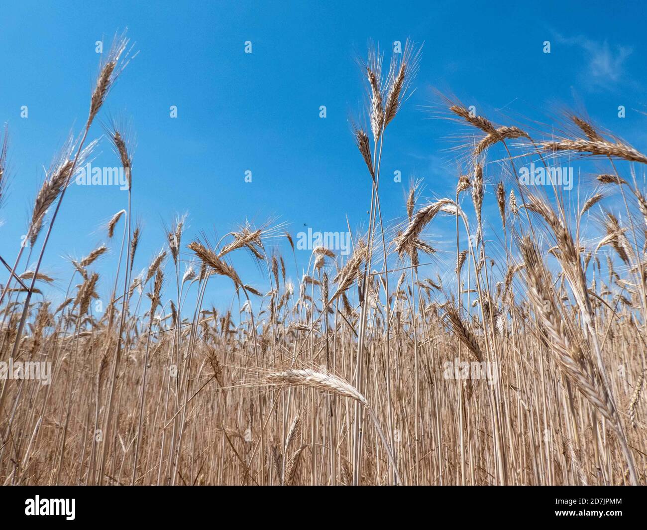 Cereal grain rye hi-res stock photography and images - Alamy