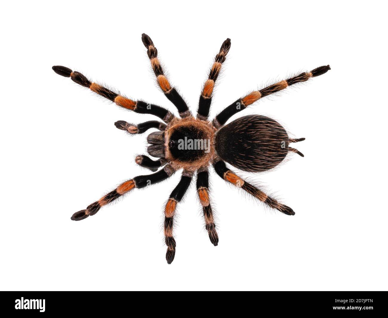 Top view of Mexican Redknee tarantula aka Brachypelma hamorii. Isolated ...