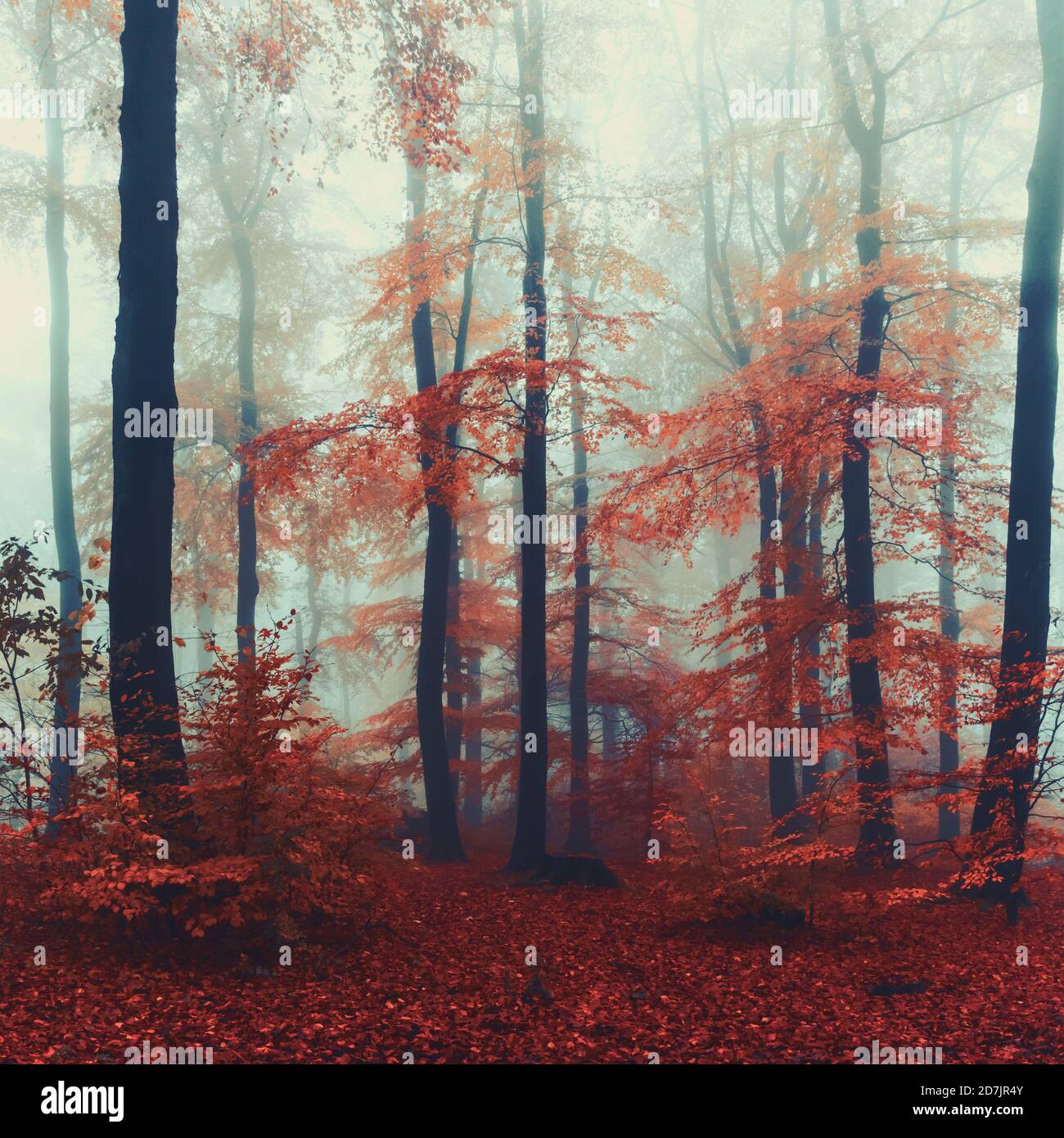 Ethereal misty trees hi-res stock photography and images - Alamy