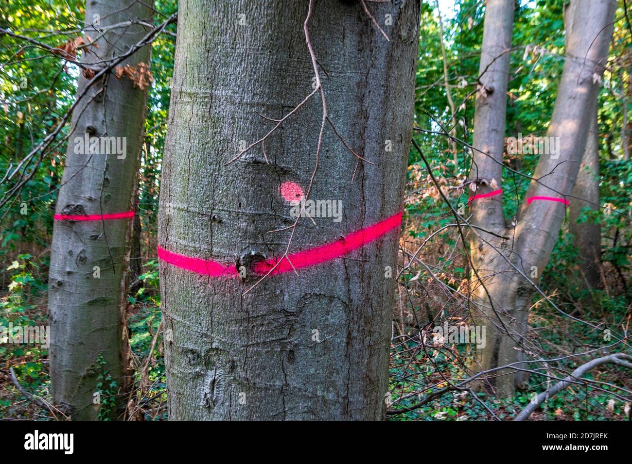 Trees marked for cutting Stock Photo - Alamy