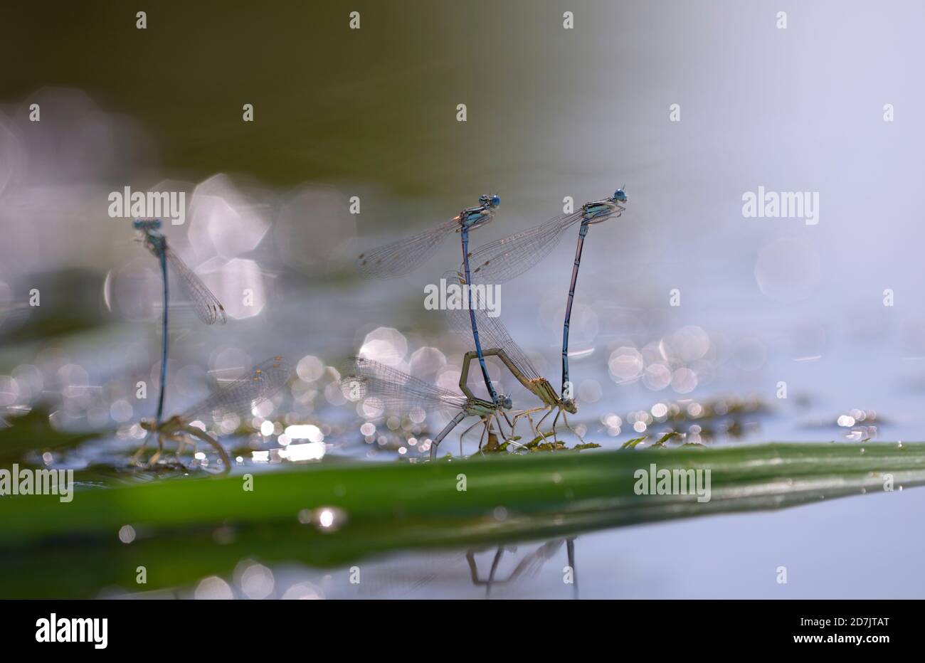 Damselflies, Lestidae, put eggs underwater in front of the blurred ...
