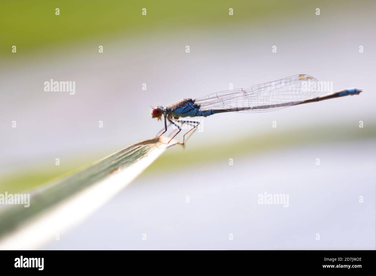 Dragonfly red eyed damselfly hi-res stock photography and images - Alamy