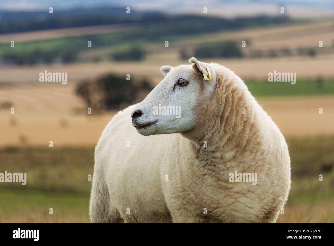 British sheep breeds hi-res stock photography and images - Alamy