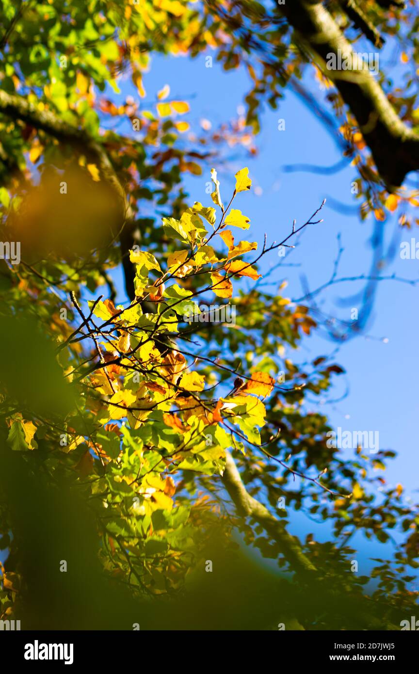 Golden late afternoon sunlight illuminates colourful autumn leaves ...