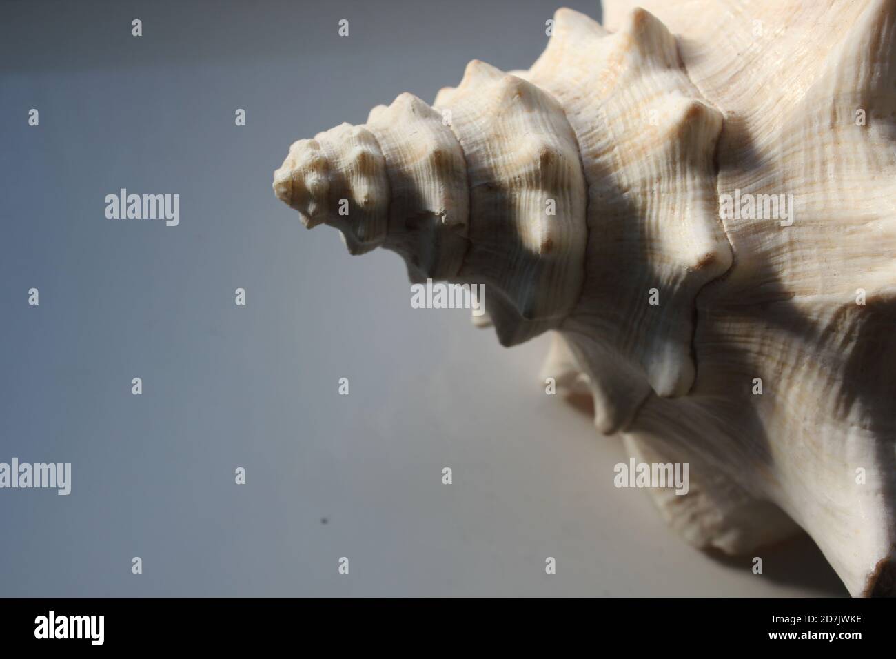 conch shell from side tip point with copy space Stock Photo - Alamy
