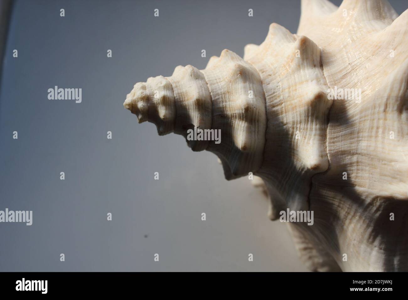 conch shell from side tip point with copy space Stock Photo - Alamy