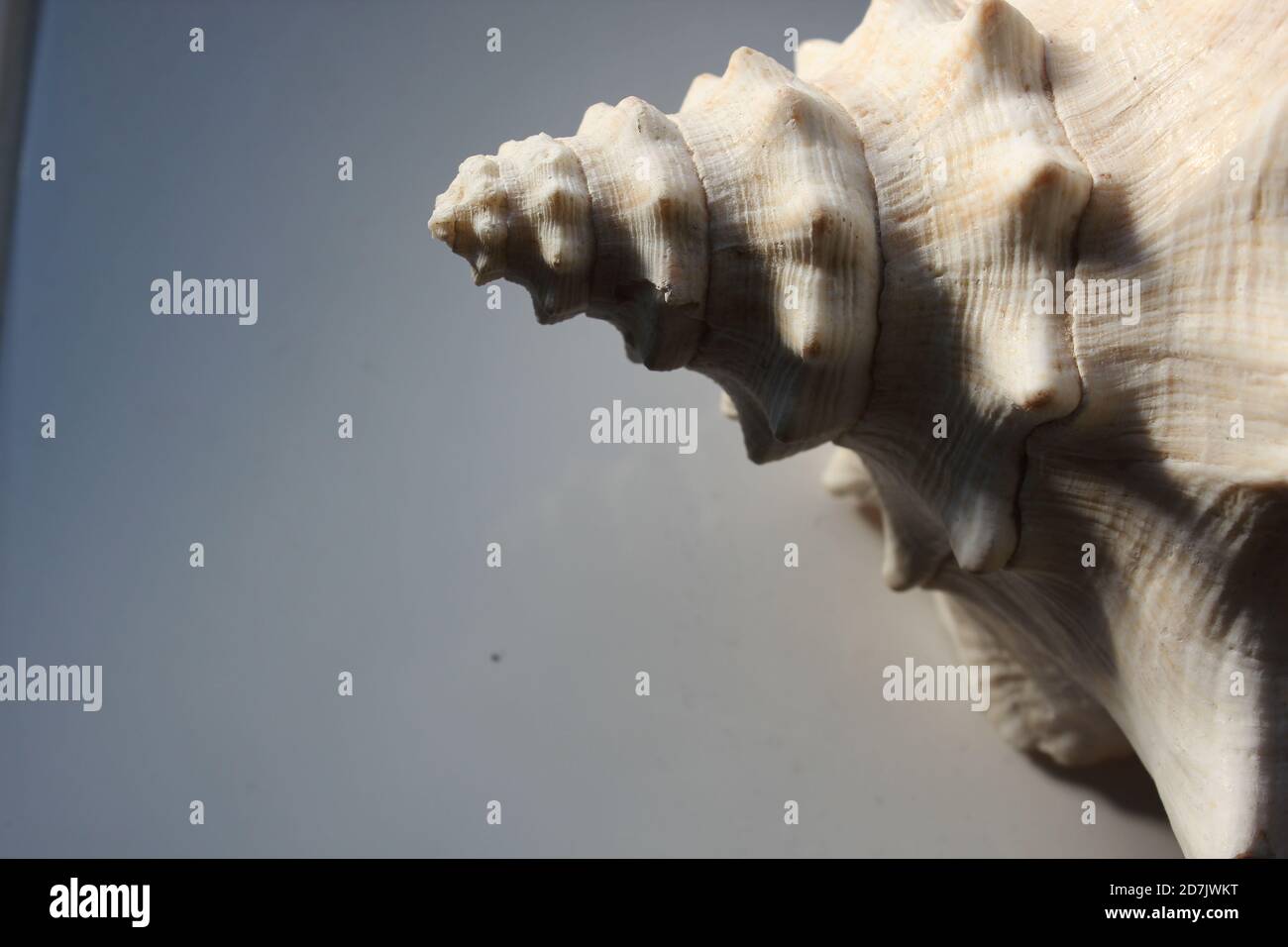 Conch shell fibonacci hi-res stock photography and images - Alamy