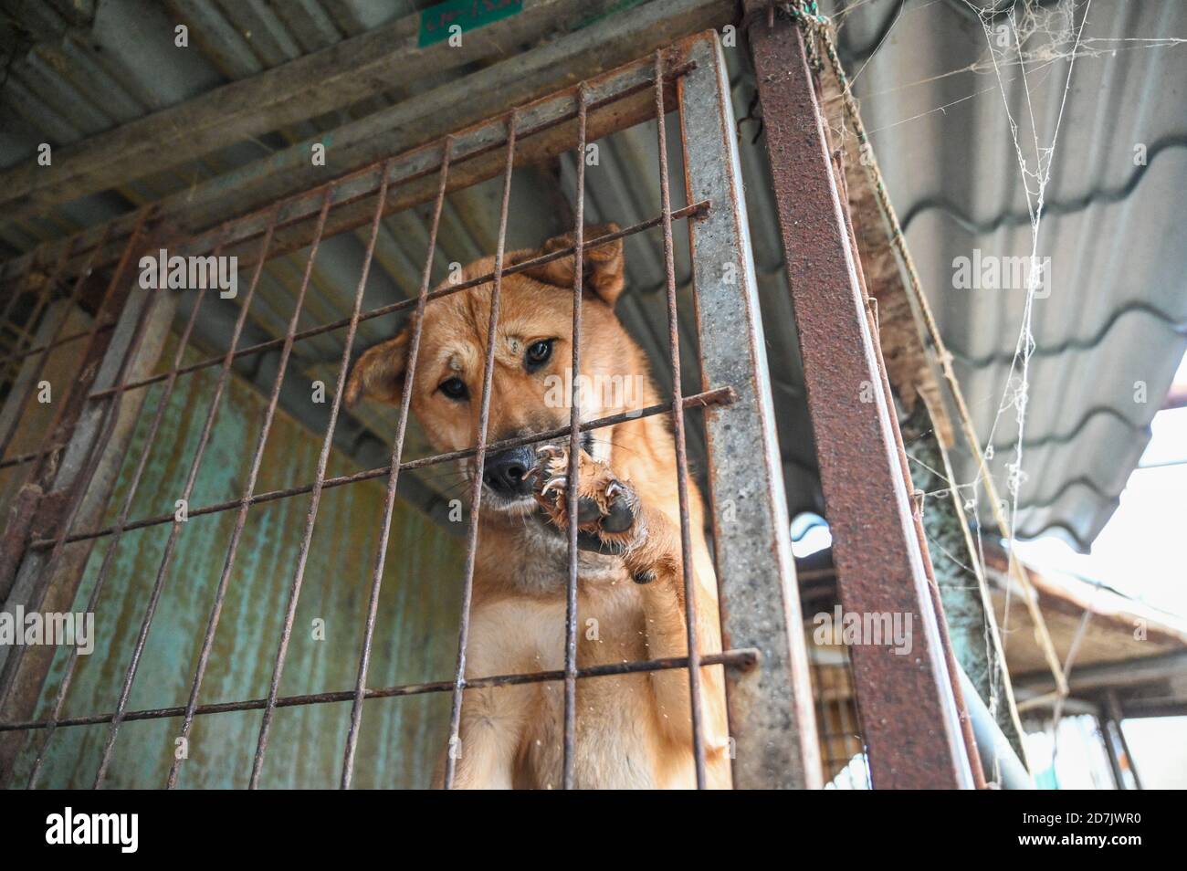 Dog meat cages hi-res stock photography and images - Alamy