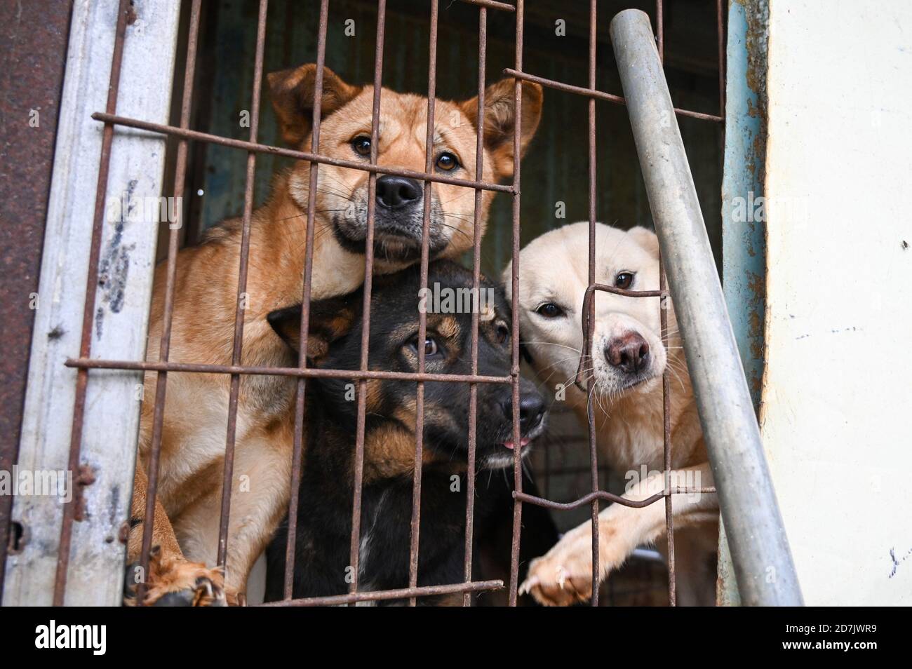 Dog meat cages hi-res stock photography and images - Alamy