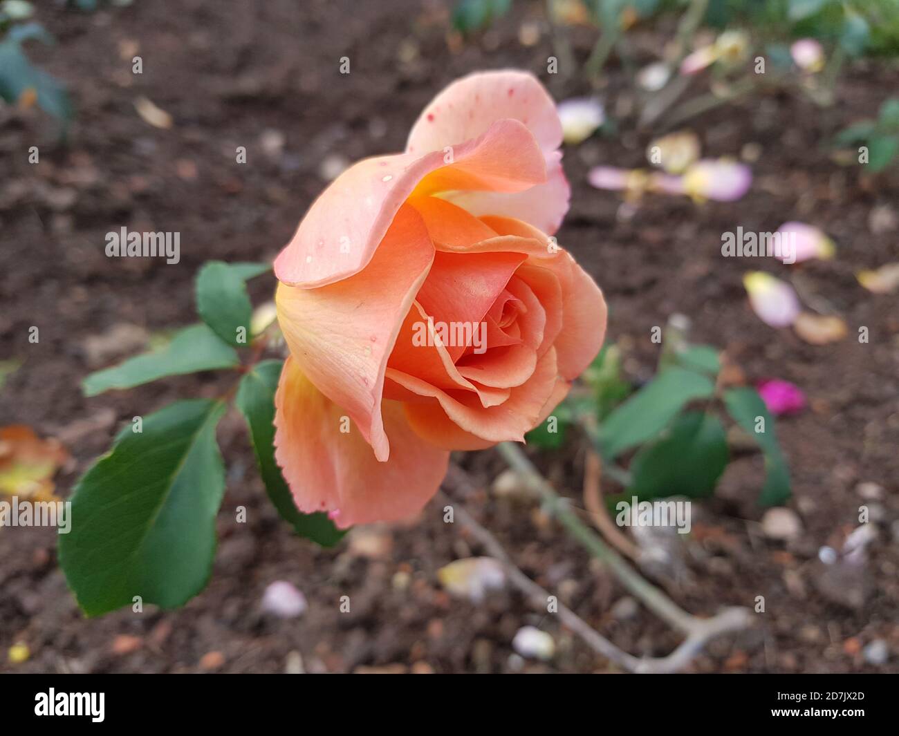 Close-up picture of a single red rose in a garden Stock Photo - Alamy