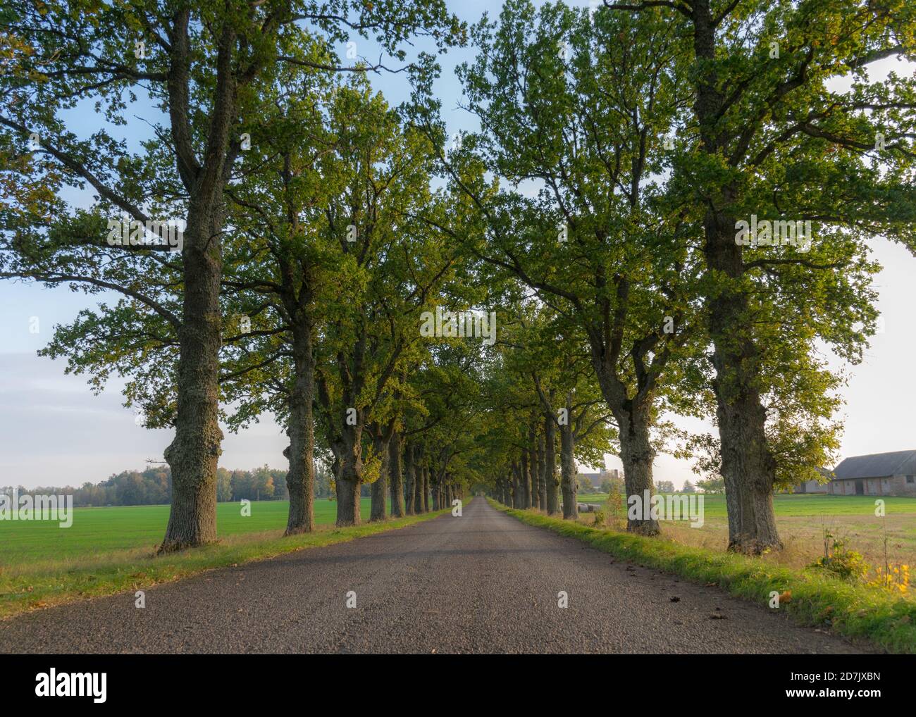landscape with oak alley, autumn time Stock Photo - Alamy