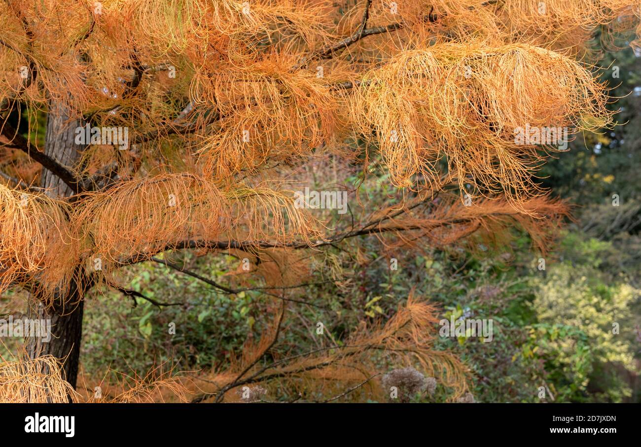 Deciduous conifer tree changing colour in autumn at the Botanical ...