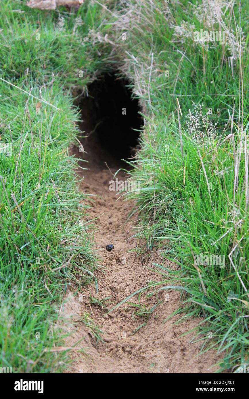 Rabbit warren underground hi-res stock photography and images - Alamy