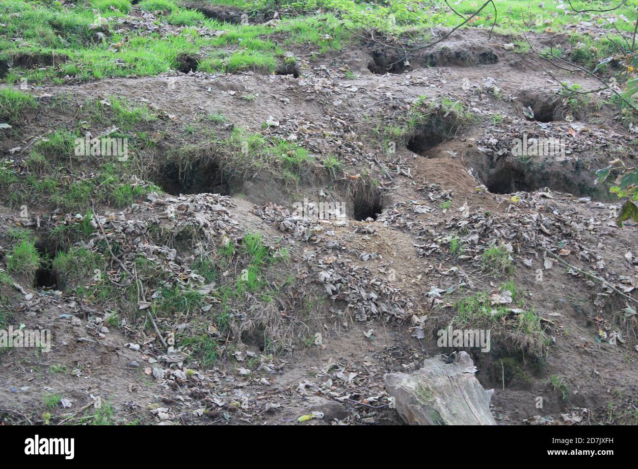 rabbit warren hole in ground Stock Photo - Alamy