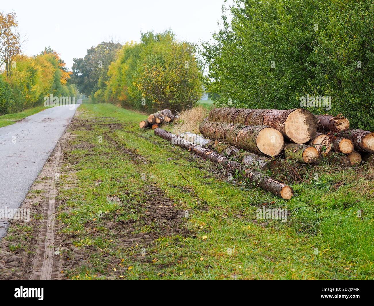 a stack of freshly cut tree trunks lies directly next to a road Stock ...