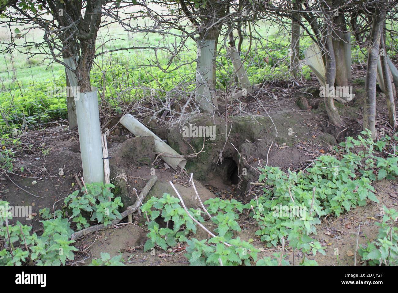 tree guards and damage from wild rabbits and hares digging warrens ...
