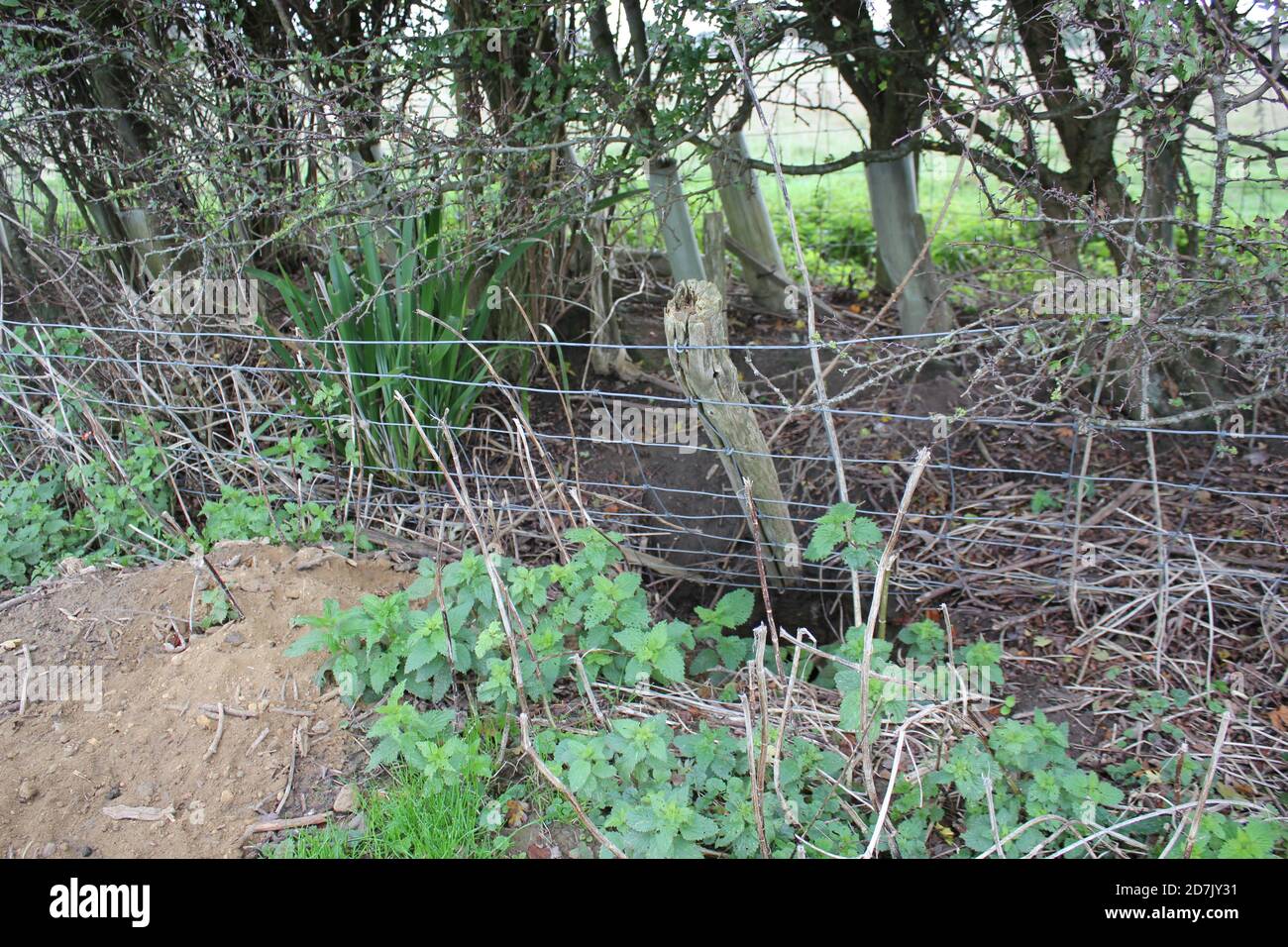 tree guards and damage from wild rabbits and hares digging warrens ...