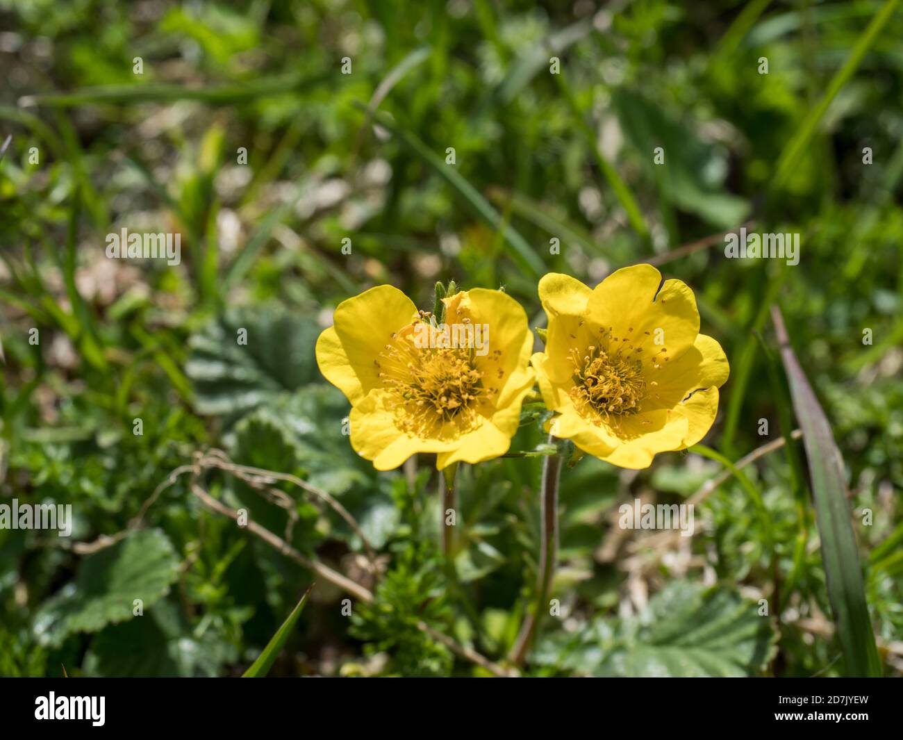 Mountain buttercup ranunculus montanus hi-res stock photography and ...