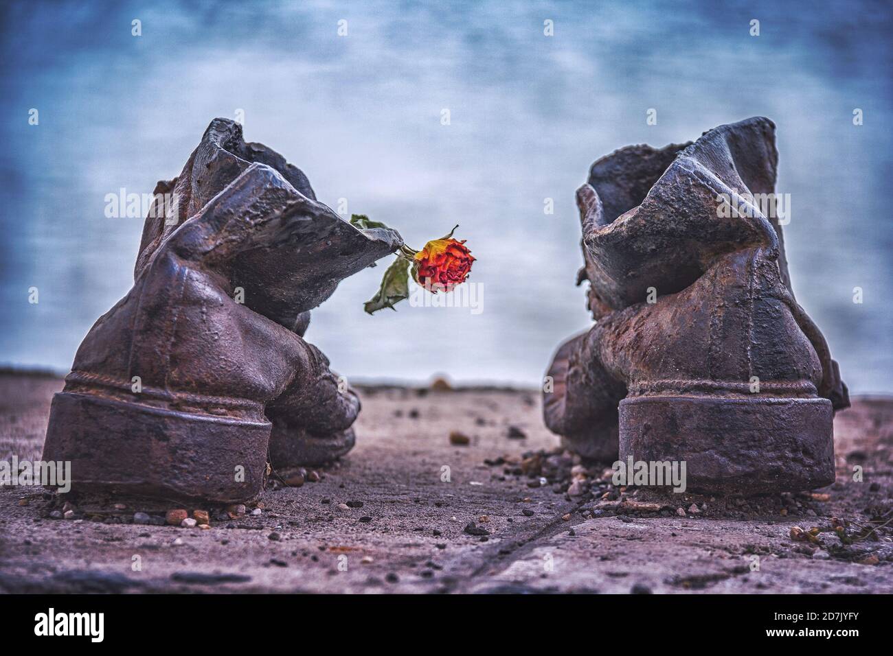 A dying flower on a boot Stock Photo - Alamy