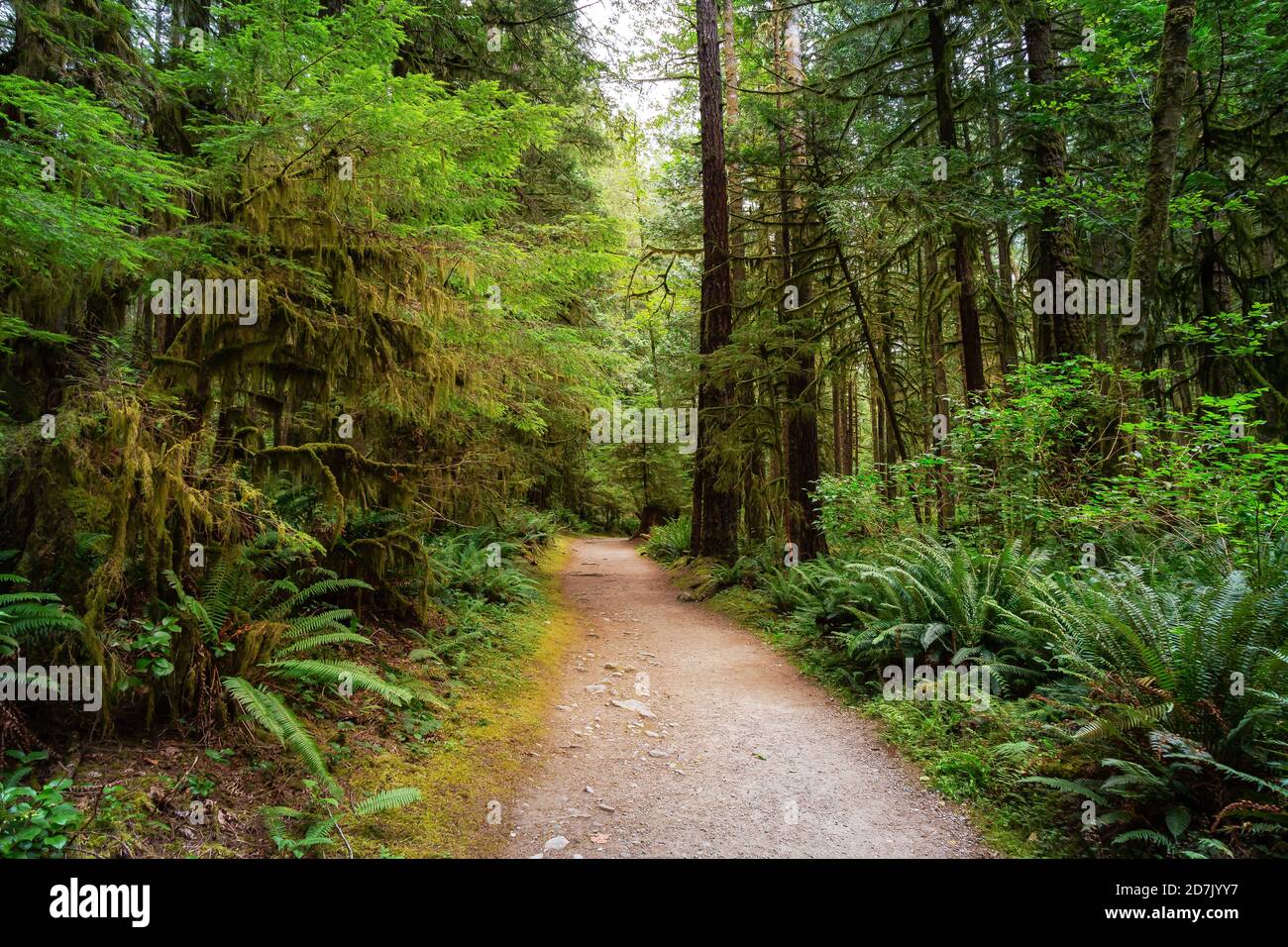 Path in the Green Rain Forest during a summer day Stock Photo - Alamy