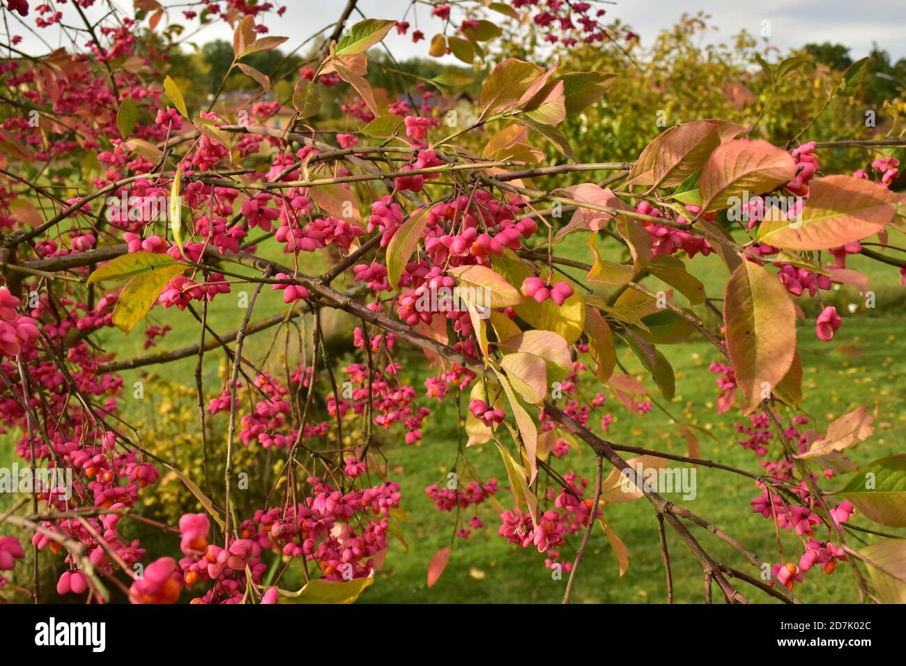 Spindle bush hi-res stock photography and images - Alamy