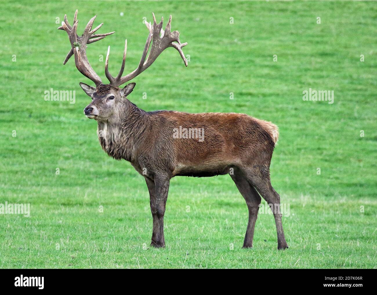 Woburn. Bedfordshire. Red Deer at Woburn Deer Park in Bedfordshire at ...