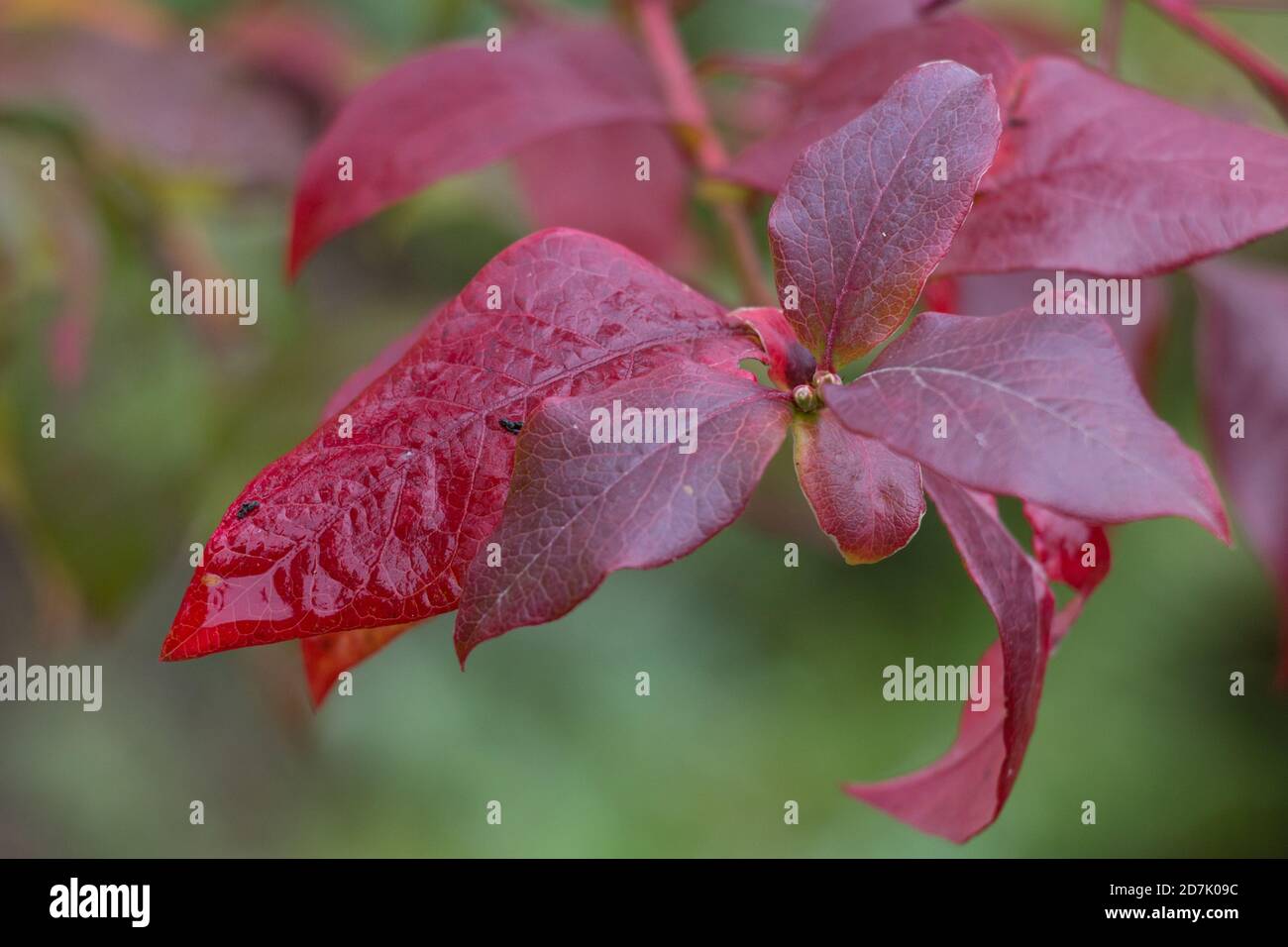 Red Autumn leaves of the Blueberry plant, Vaccinium 'Patriot', close-up ...