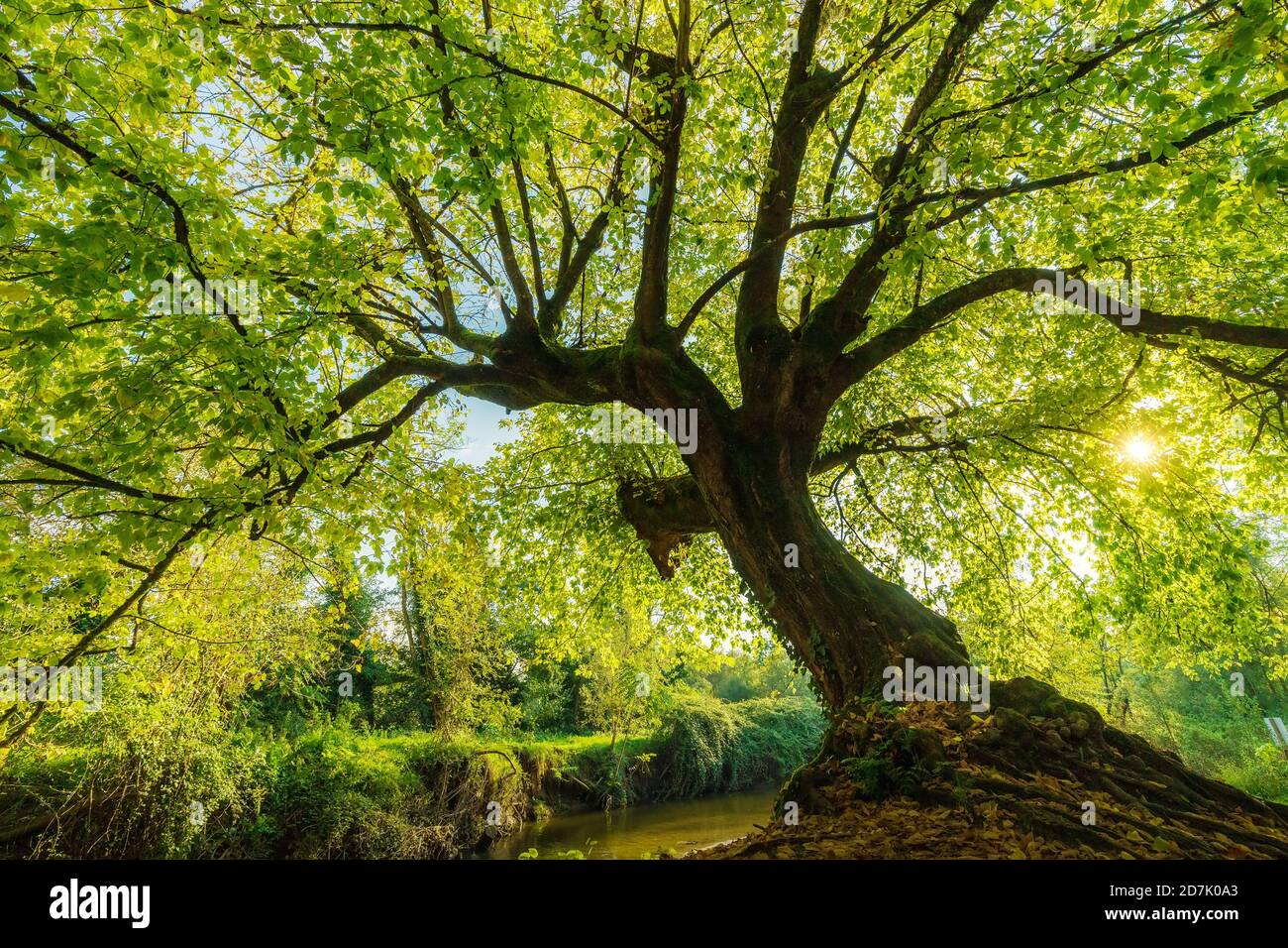 Tree bending over hi-res stock photography and images - Alamy
