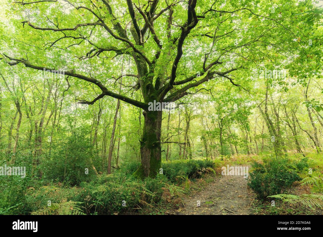 Huge forest big tree europe hi-res stock photography and images - Alamy