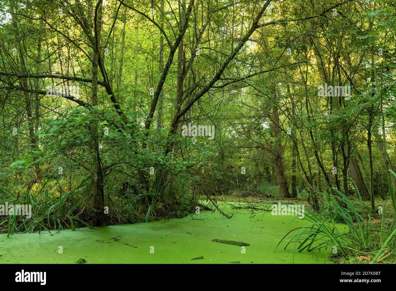 Green swamp land in the Mussonville park near Bordeaux, France Stock ...
