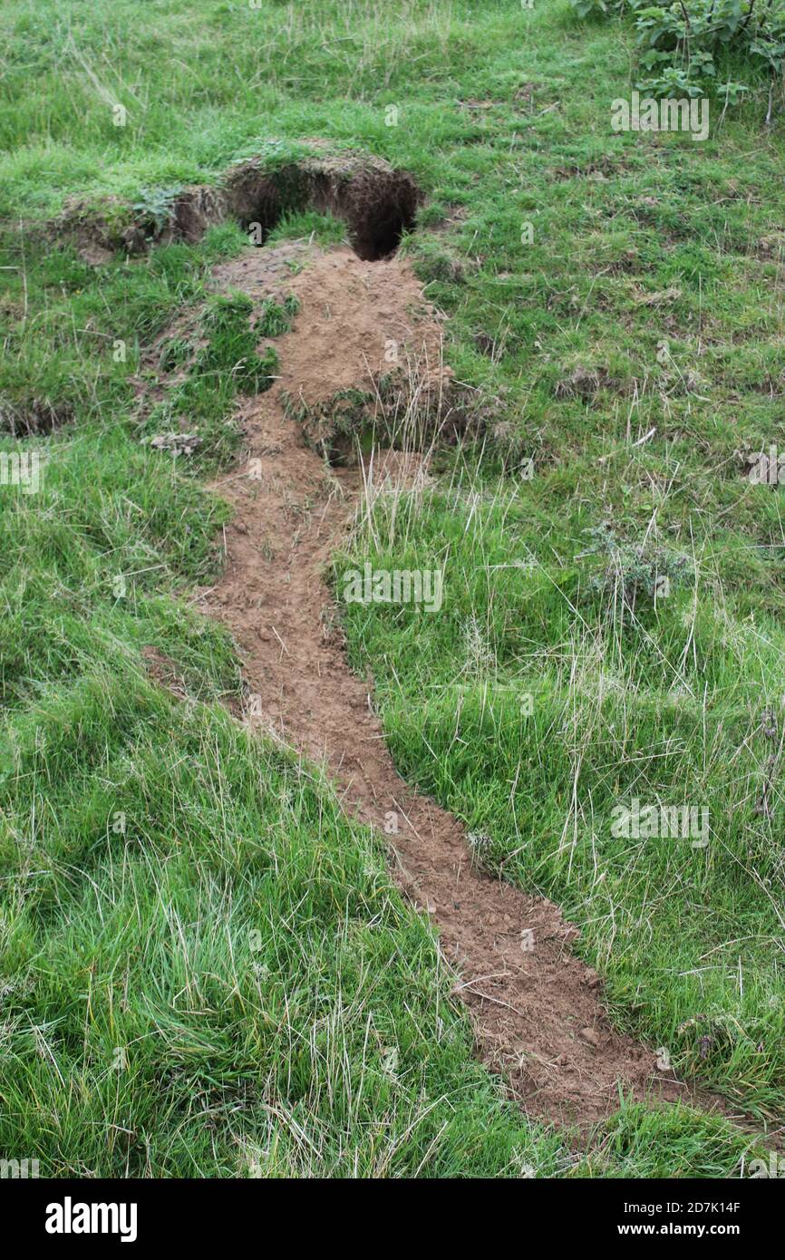 rabbit warren hole in ground Stock Photo - Alamy